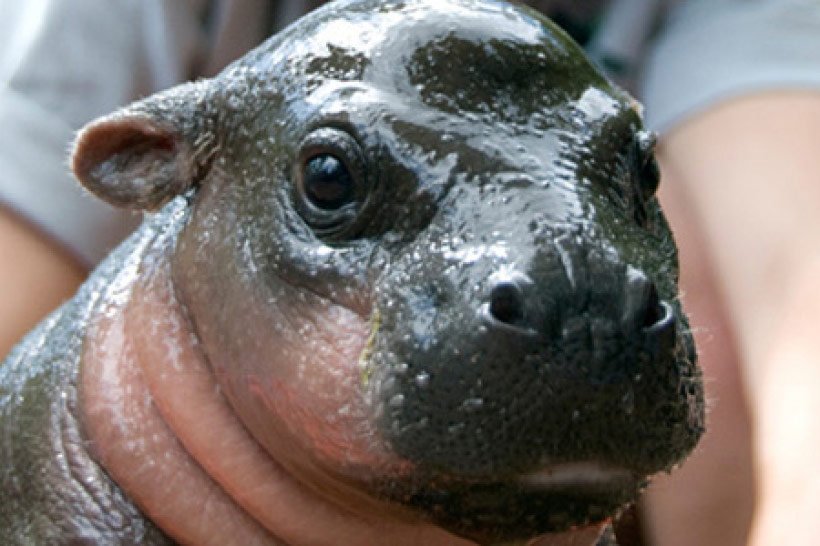 Карликовый бегемот