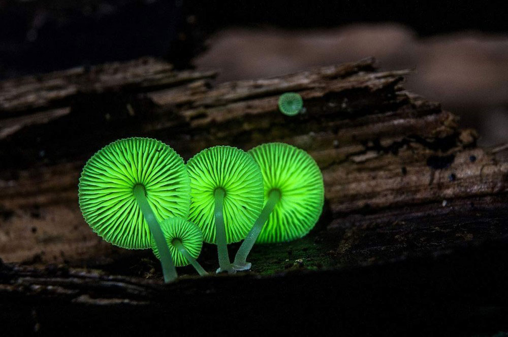 Биолюминесцентные грибы Neonothopanus gardneri
